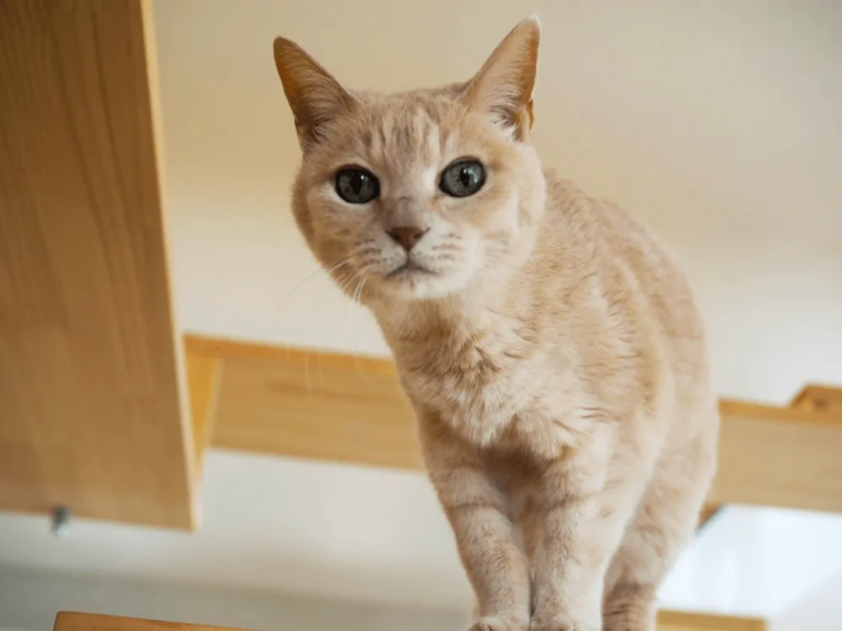 How Can Humans and Cats Co-Exist in the Office? - WORK MILL ENGLISH