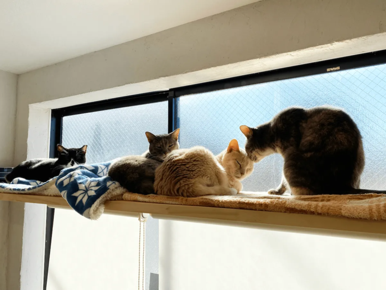 How Can Humans and Cats Co-Exist in the Office? - WORK MILL ENGLISH